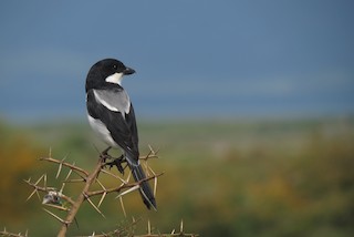 Taita Fiscal - Lanius dorsalis - Birds of the World