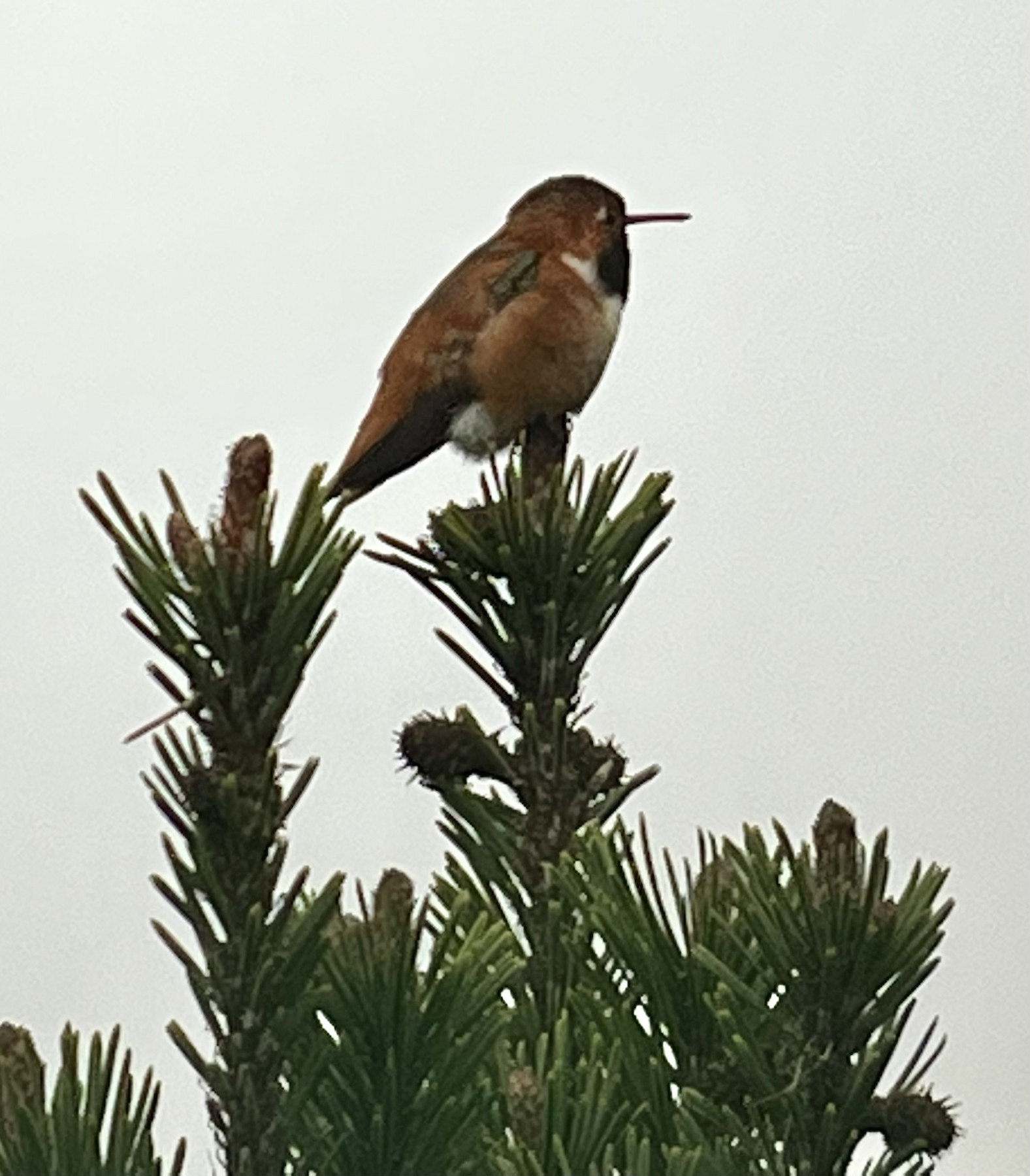 Rufous x Allen's Hummingbird (hybrid) - eBird