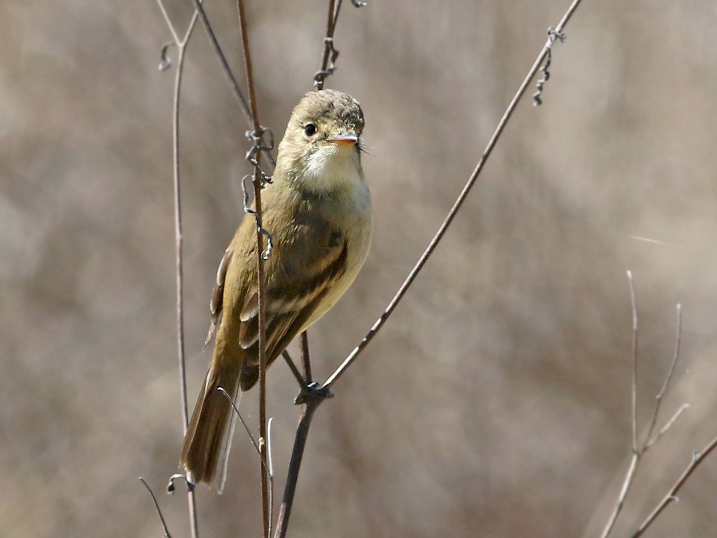 White-throated Flycatcher - eBird