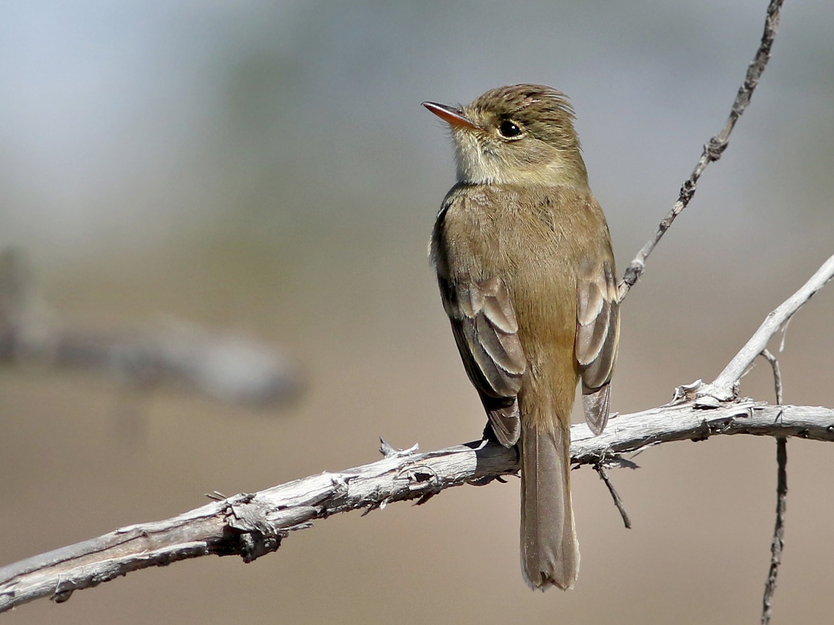 White-throated Flycatcher - eBird