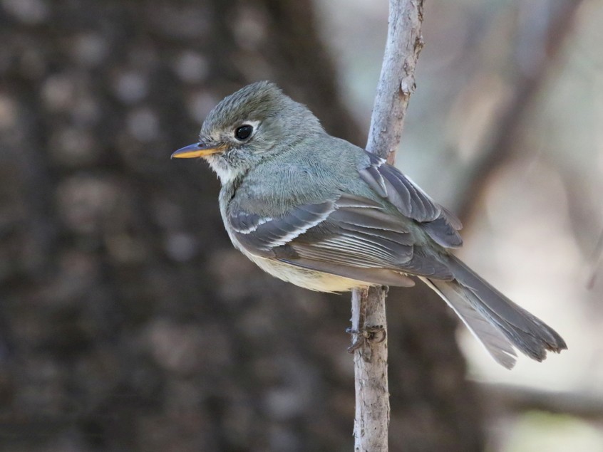 Pine Flycatcher - eBird