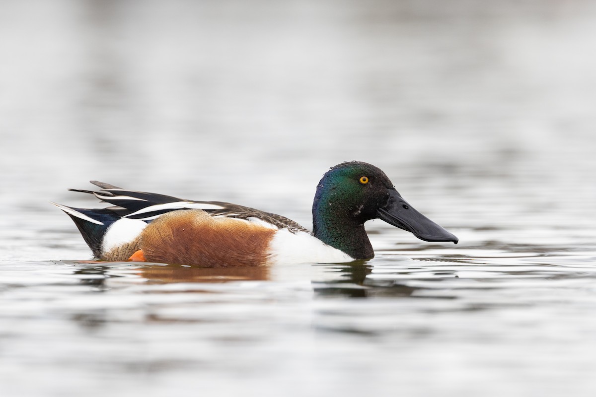 eBird Checklist - 27 Mar 2022 - Palo Alto Baylands - 29 species