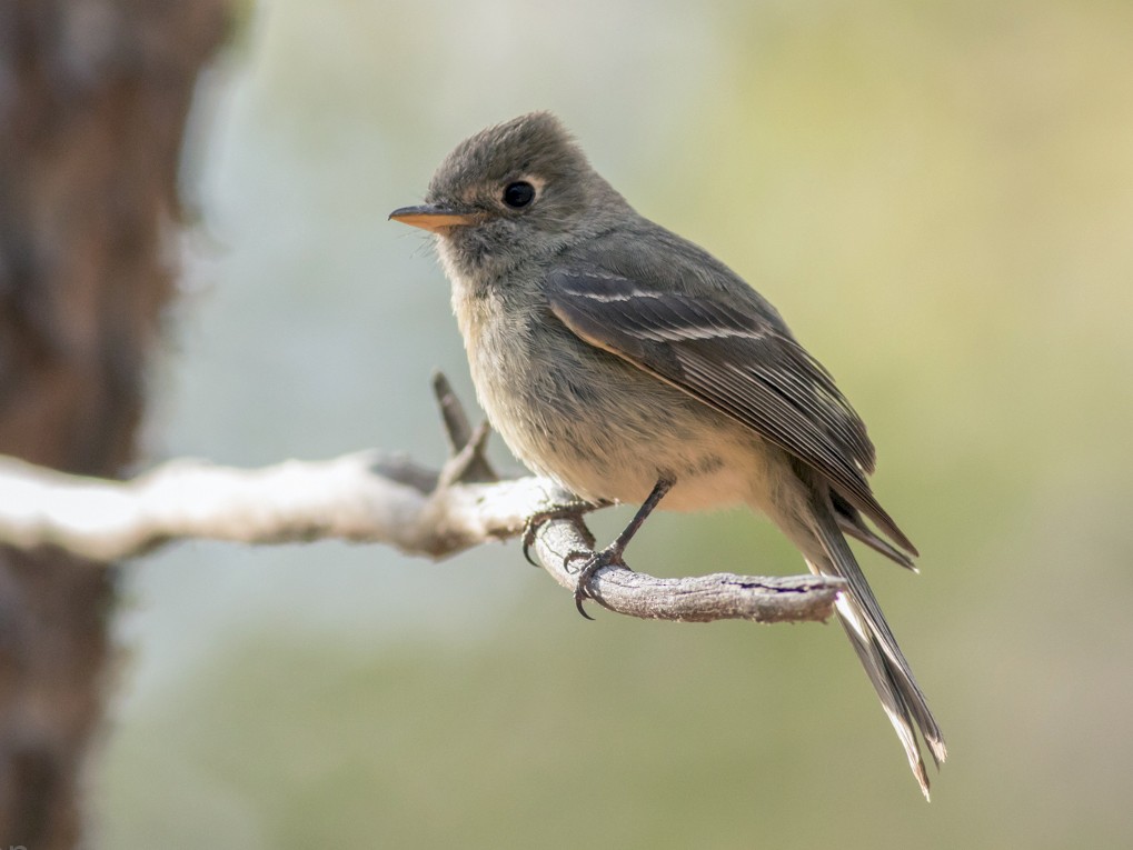 Pine Flycatcher - eBird