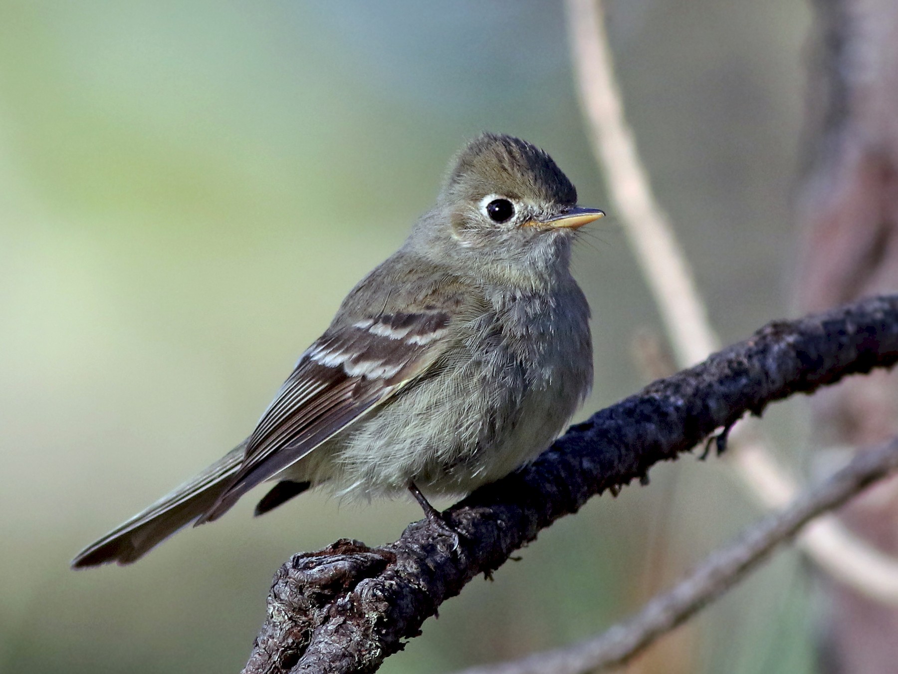 Pine Flycatcher - eBird