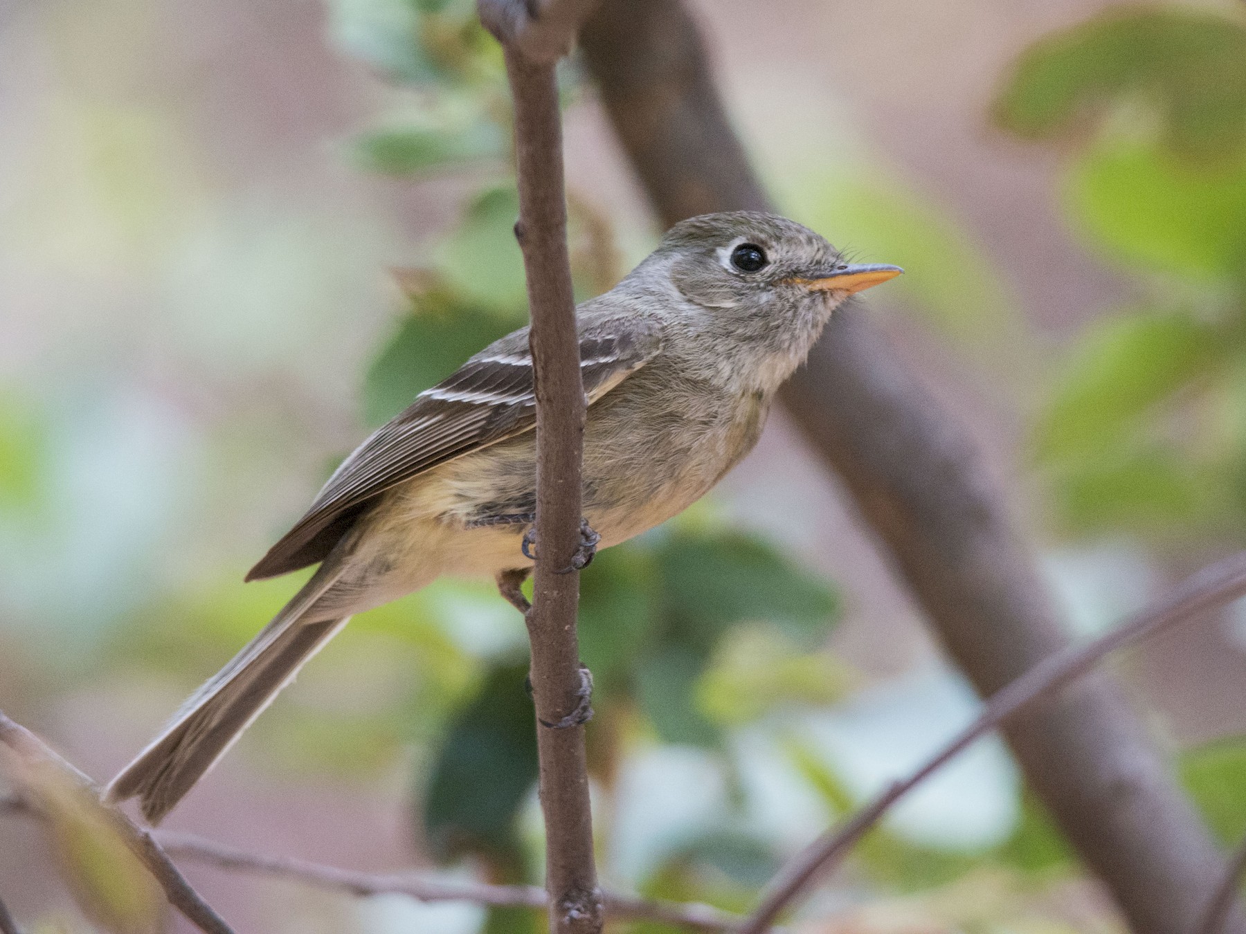 Pine Flycatcher - eBird