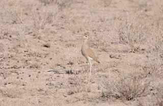 Somali Courser - Cursorius somalensis - Birds of the World