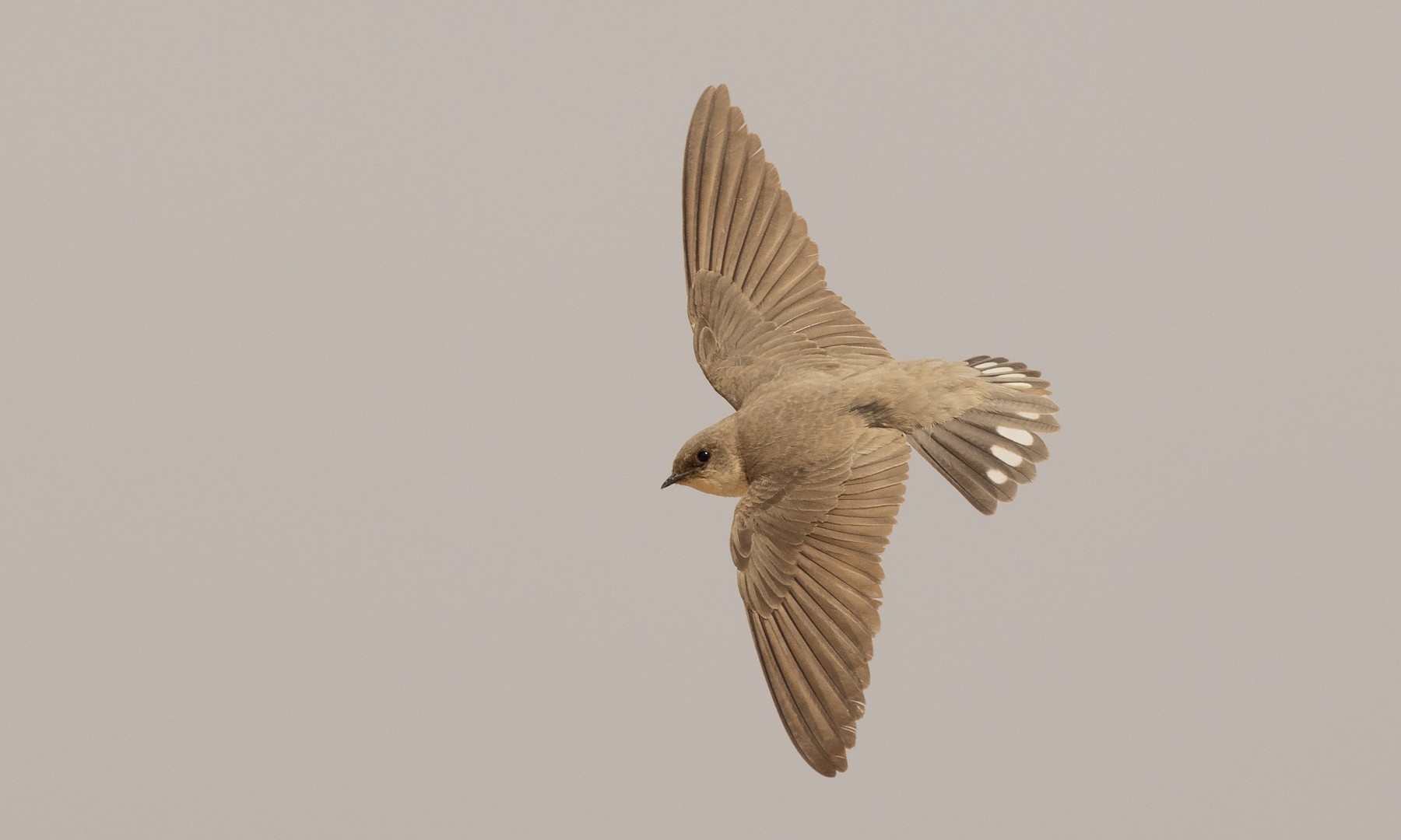 Rock Martin (Pale Crag-Martin) - eBird