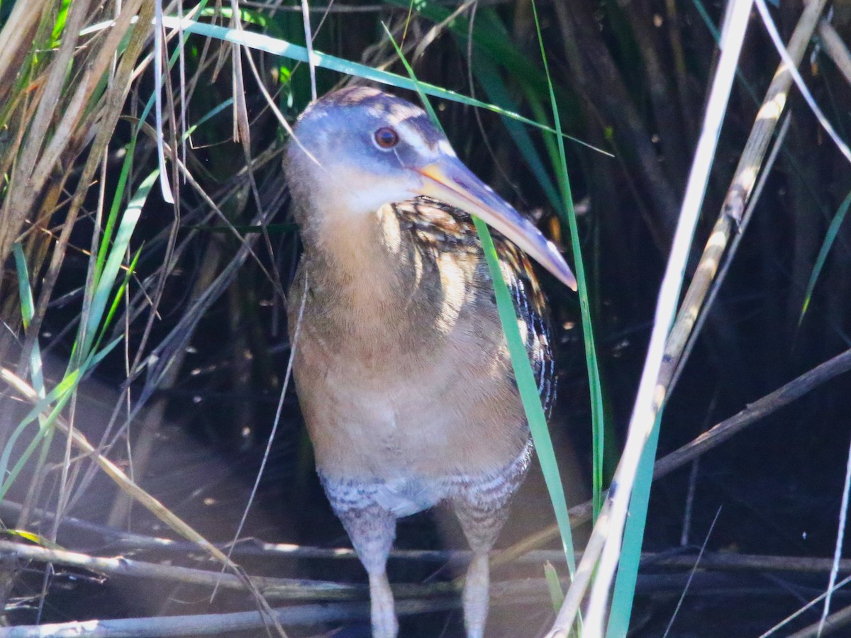 eBird Checklist - 27 Mar 2022 - Elmer's Island - 7 species