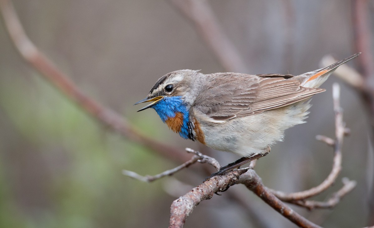 Bluethroat (Red-spotted) - eBird