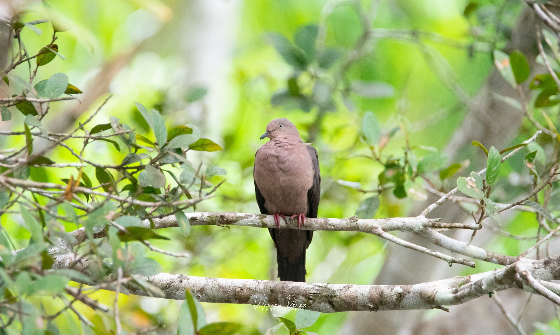 Plumbeous/Ruddy Pigeon - eBird