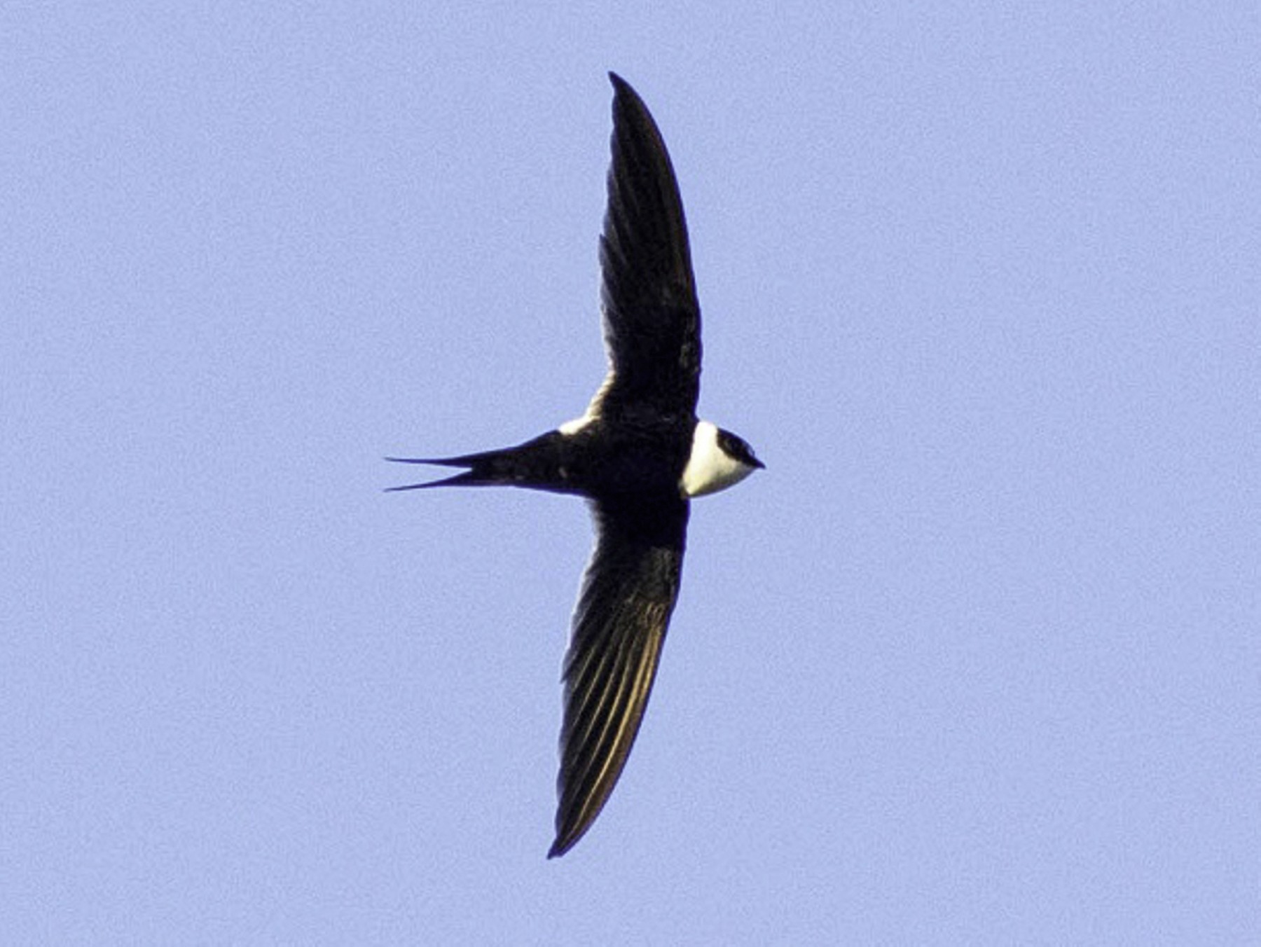 Great Swallow-tailed Swift - eBird