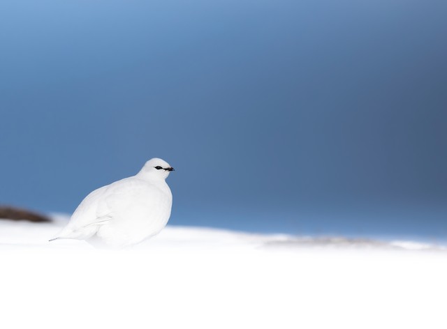 Nunavut Rock Ptarmigan