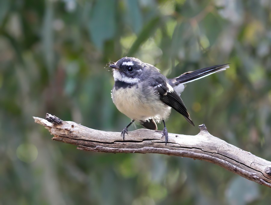 Gray Fantail (albiscapa) - eBird