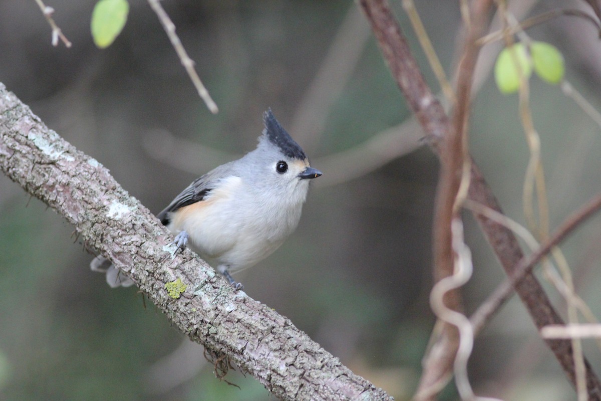 Tufted/Black-crested Titmouse - eBird