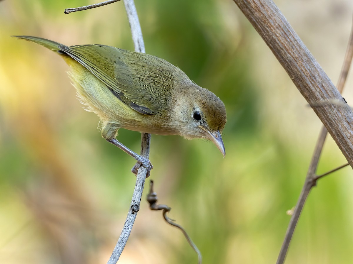 Golden-fronted Greenlet - Pachysylvia aurantiifrons - Birds of the World