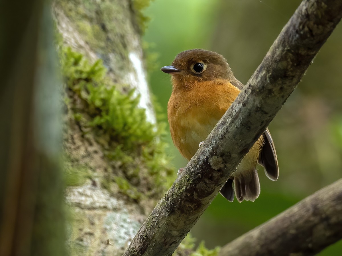 Rusty-breasted Antpitta - Grallaricula ferrugineipectus - Birds of the ...