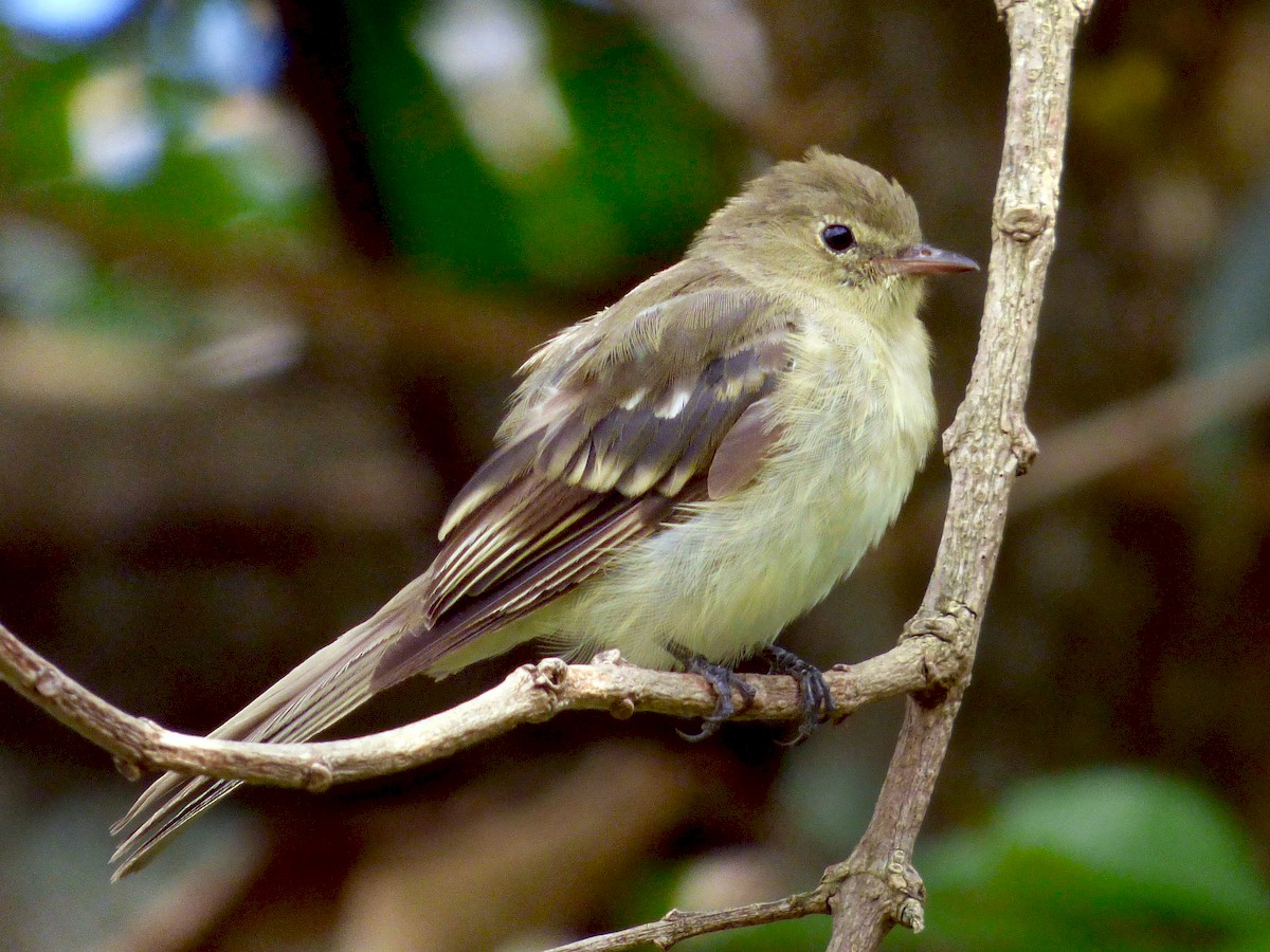 Mountain Elaenia - Elaenia frantzii - Birds of the World