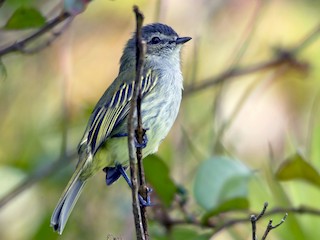 Mistletoe Tyrannulet - eBird