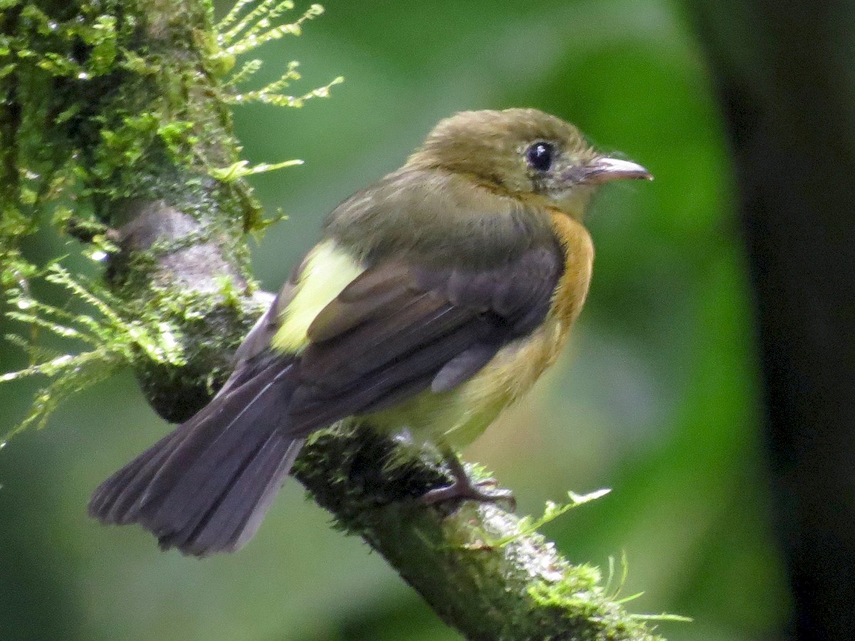 Sulphur-rumped Flycatcher - Myiobius sulphureipygius - Birds of the World