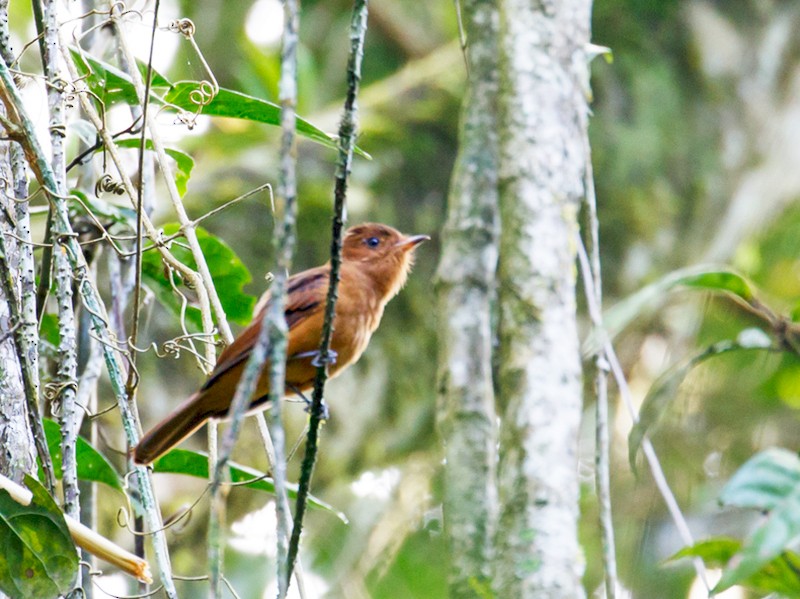Rufous Mourner - eBird