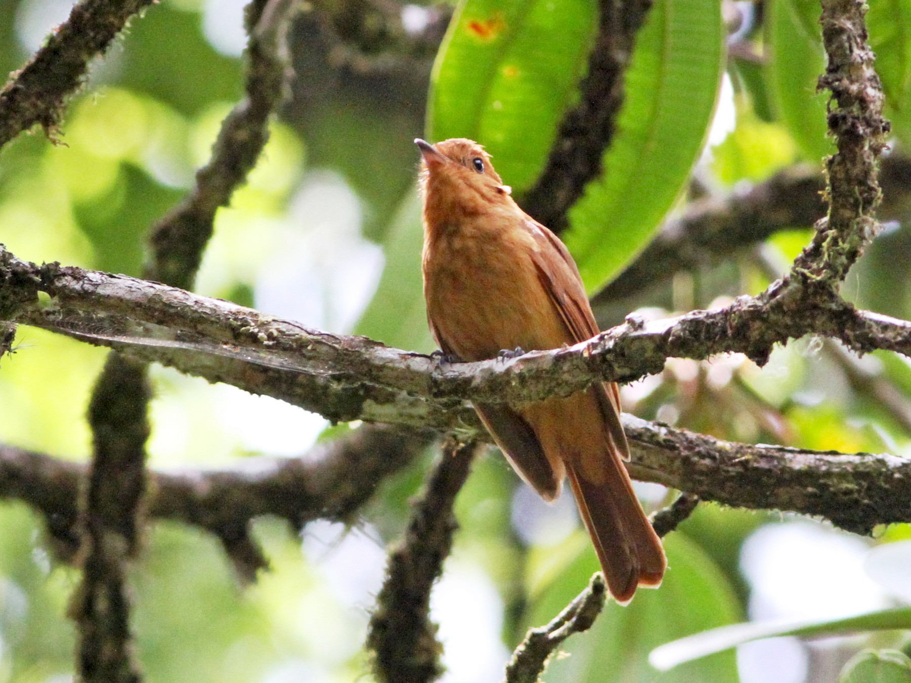 Rufous Mourner - eBird