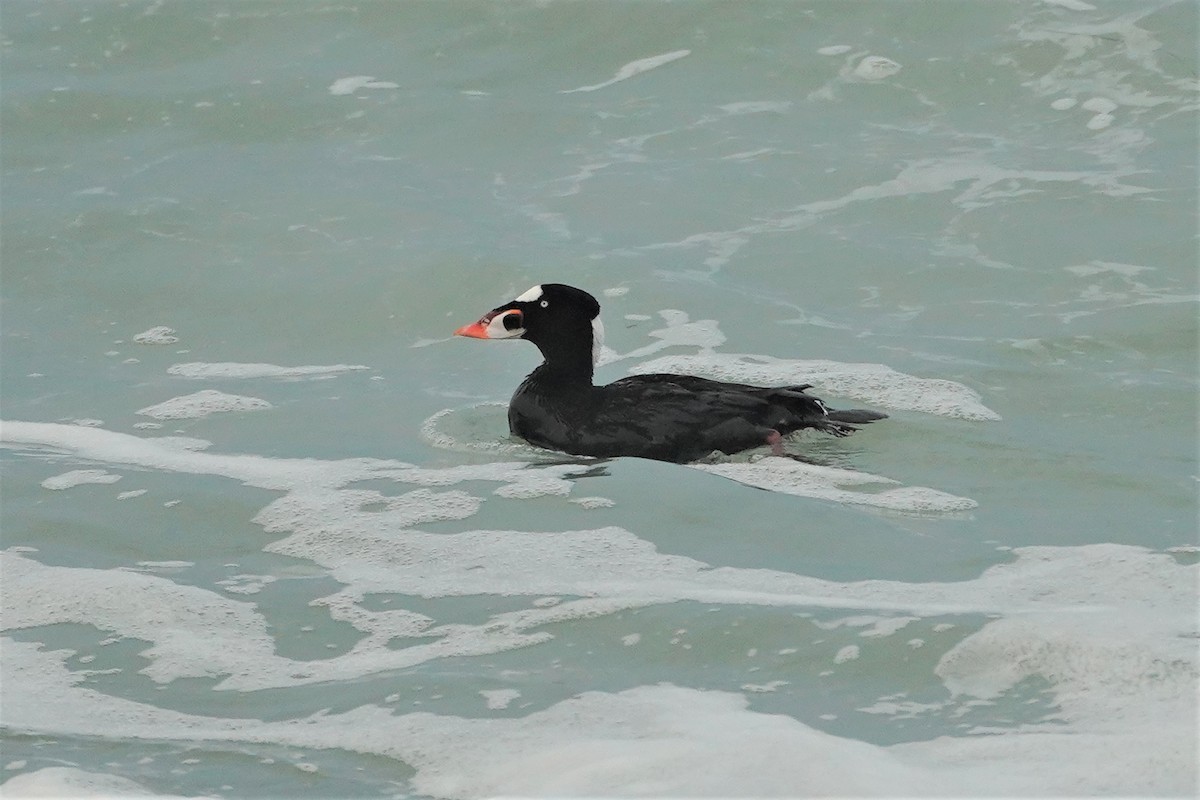 eBird Checklist - 29 Mar 2022 - Rodeo Lagoon - 61 species (+1 other taxa)