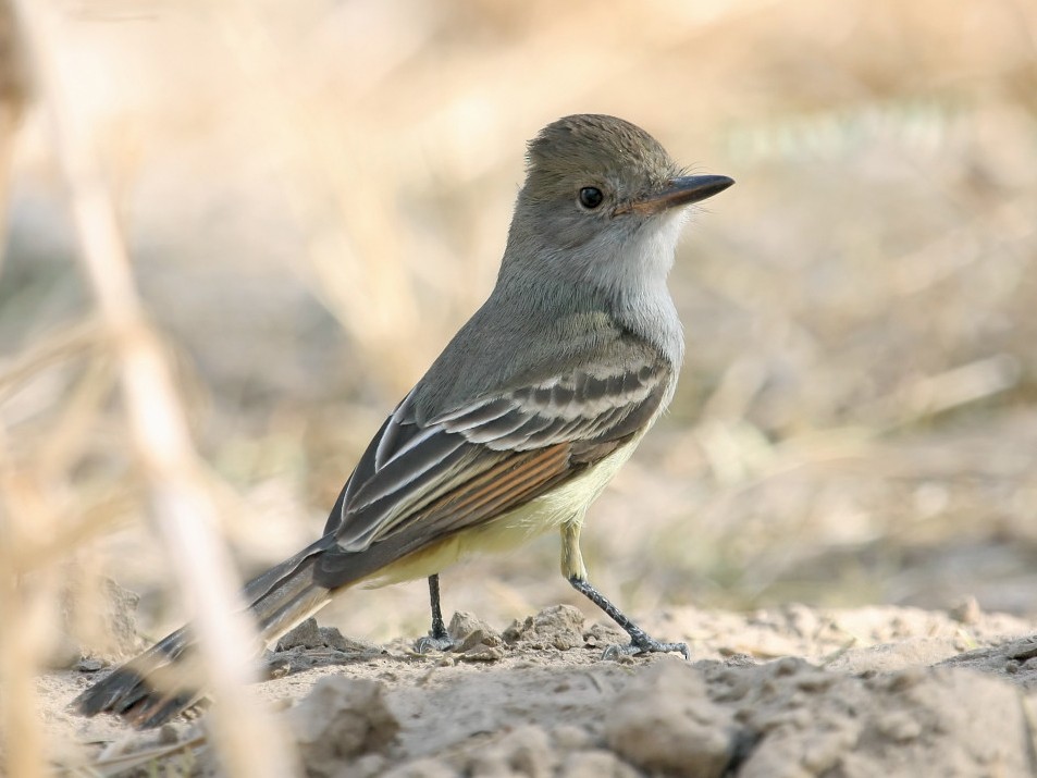 Nutting's Flycatcher - eBird