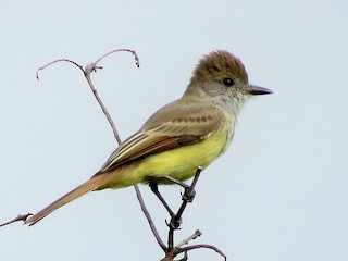 Nutting's Flycatcher - eBird