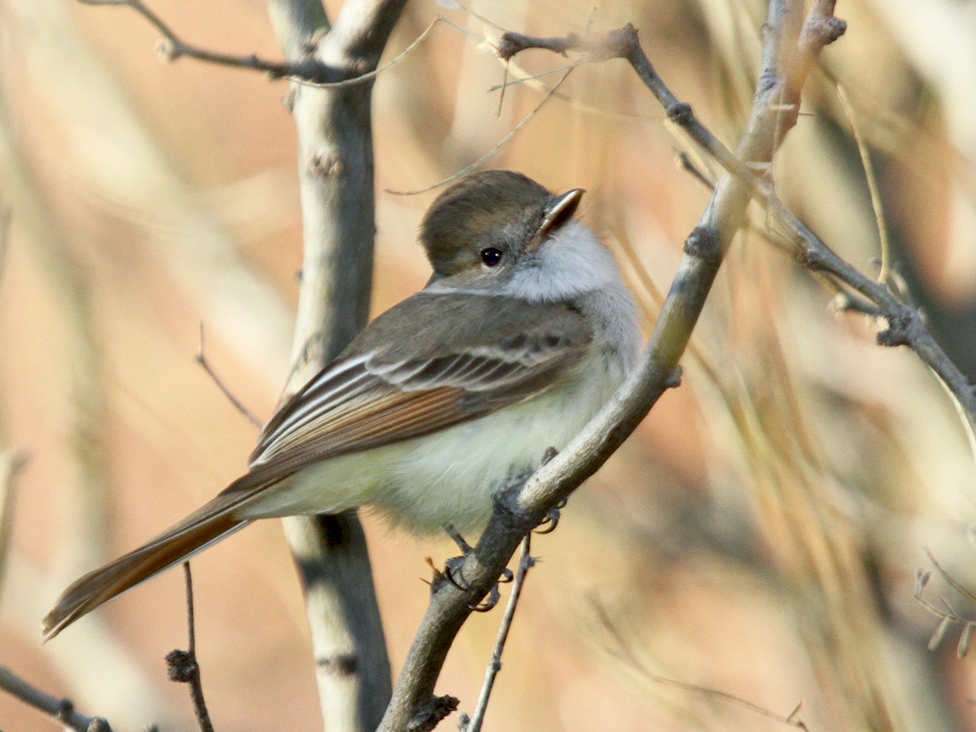 Nutting's Flycatcher - eBird