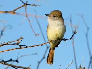Nutting's/Salvadoran Flycatcher - eBird