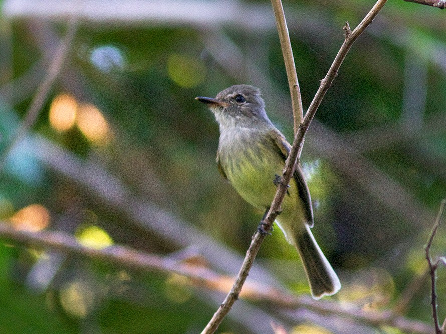 Flammulated Flycatcher - eBird