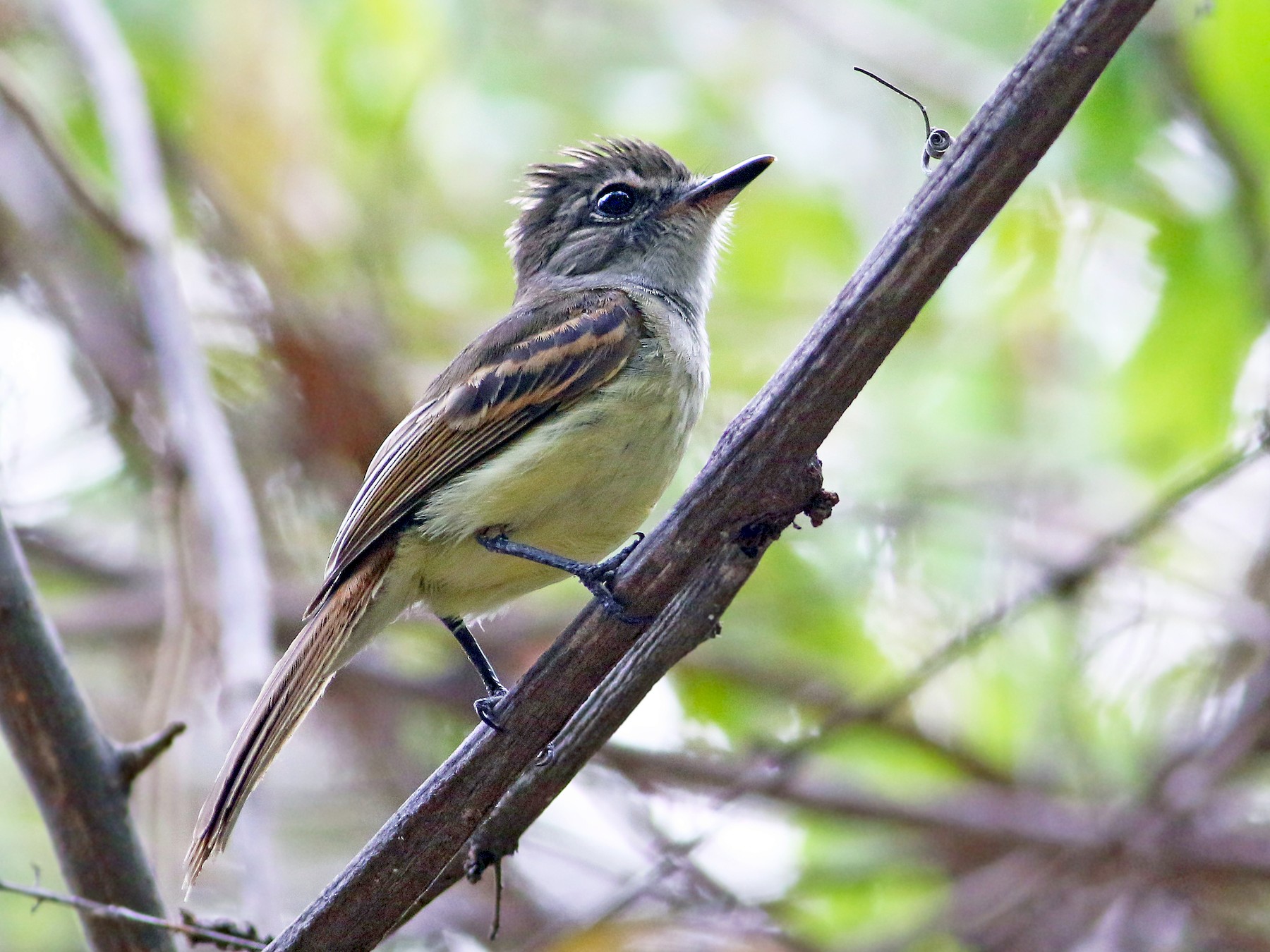 Flammulated Flycatcher - eBird