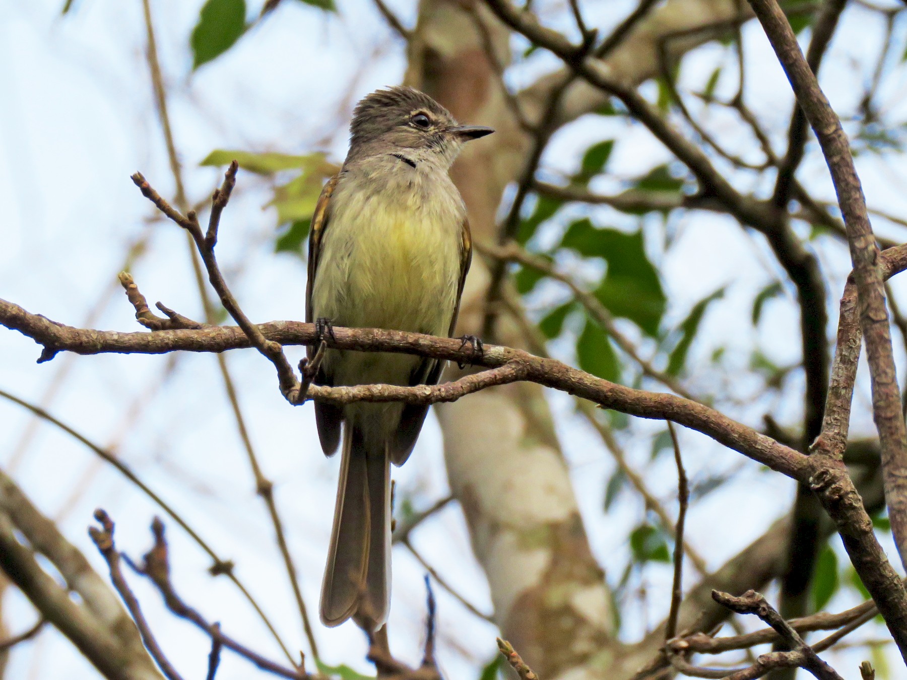 Flammulated Flycatcher - eBird