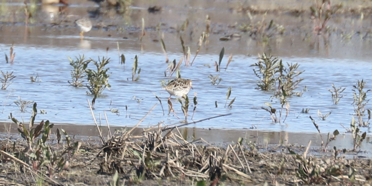 eBird Checklist - 27 Mar 2022 - stakeout Ruff Pond (2022) (roadside ...
