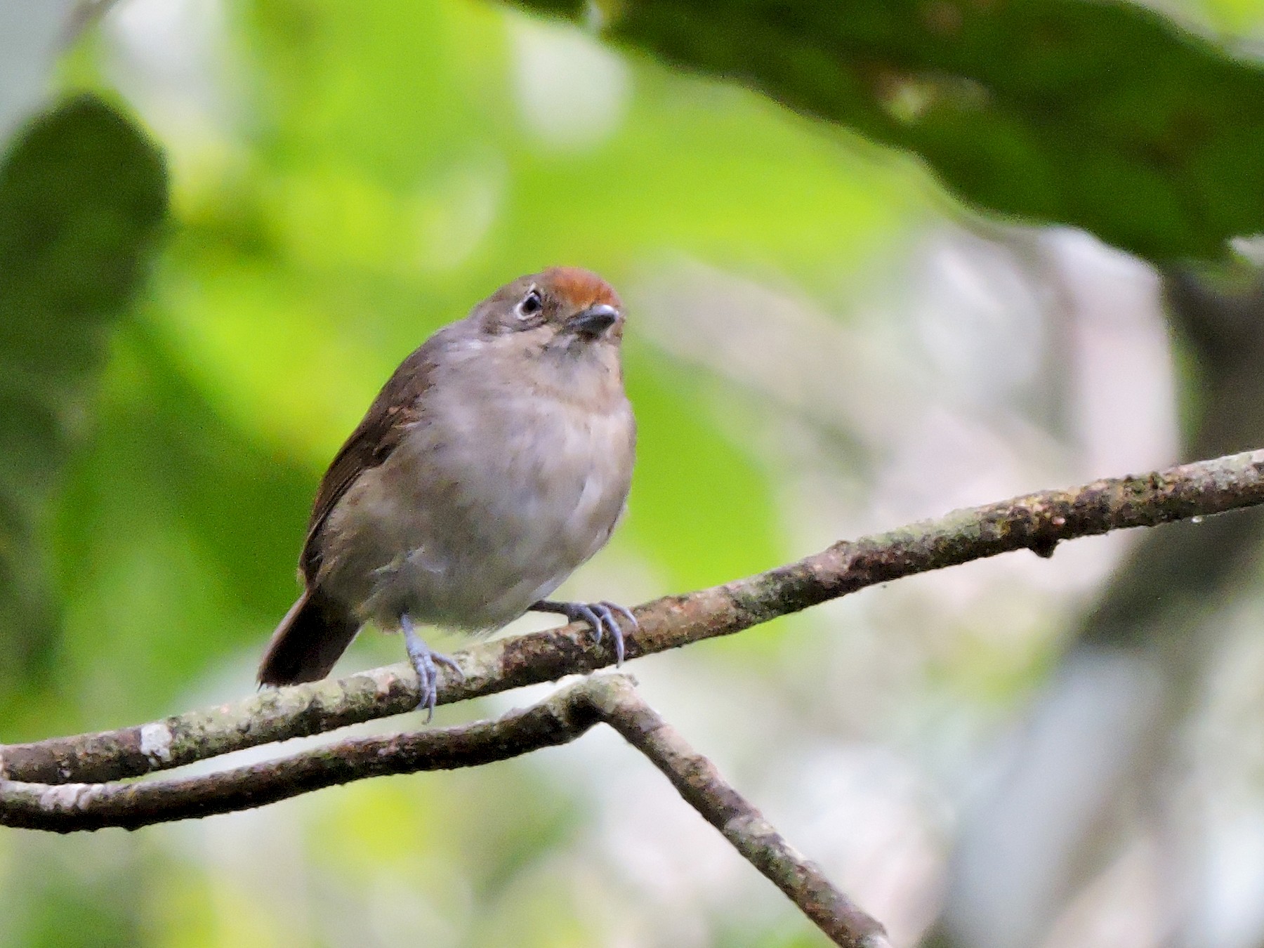 Choca Amarilla - eBird