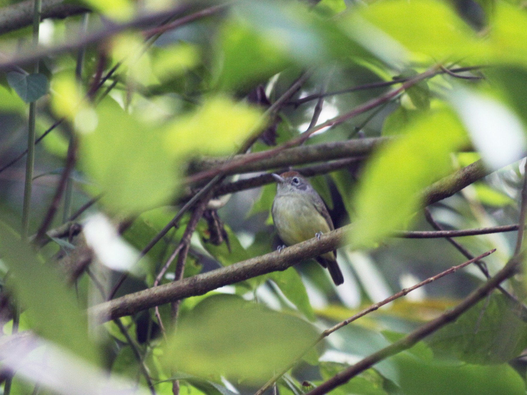 Choca Amarilla - eBird