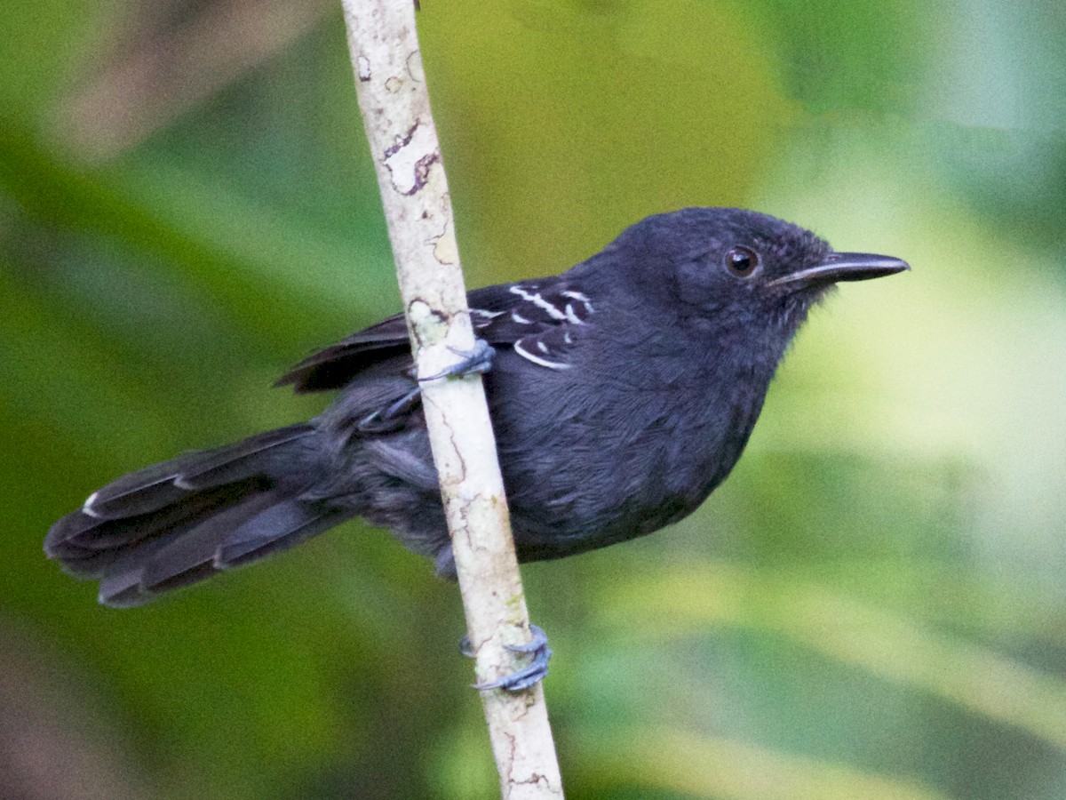 Dusky Antbird - Cercomacroides tyrannina - Birds of the World