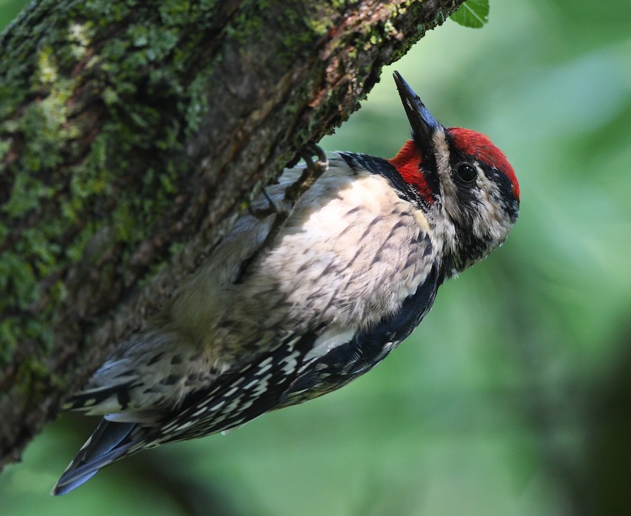 Carpintero Moteado/Nuca Roja - eBird