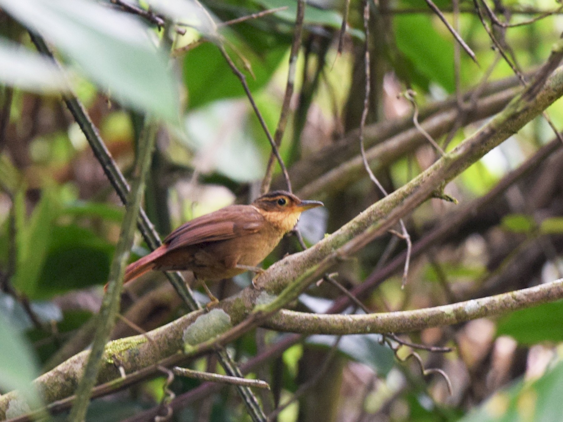 Musguero Garganta Pálida - eBird
