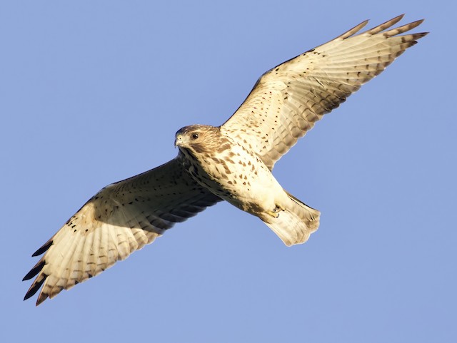 Broad Winged Hawk In Flight