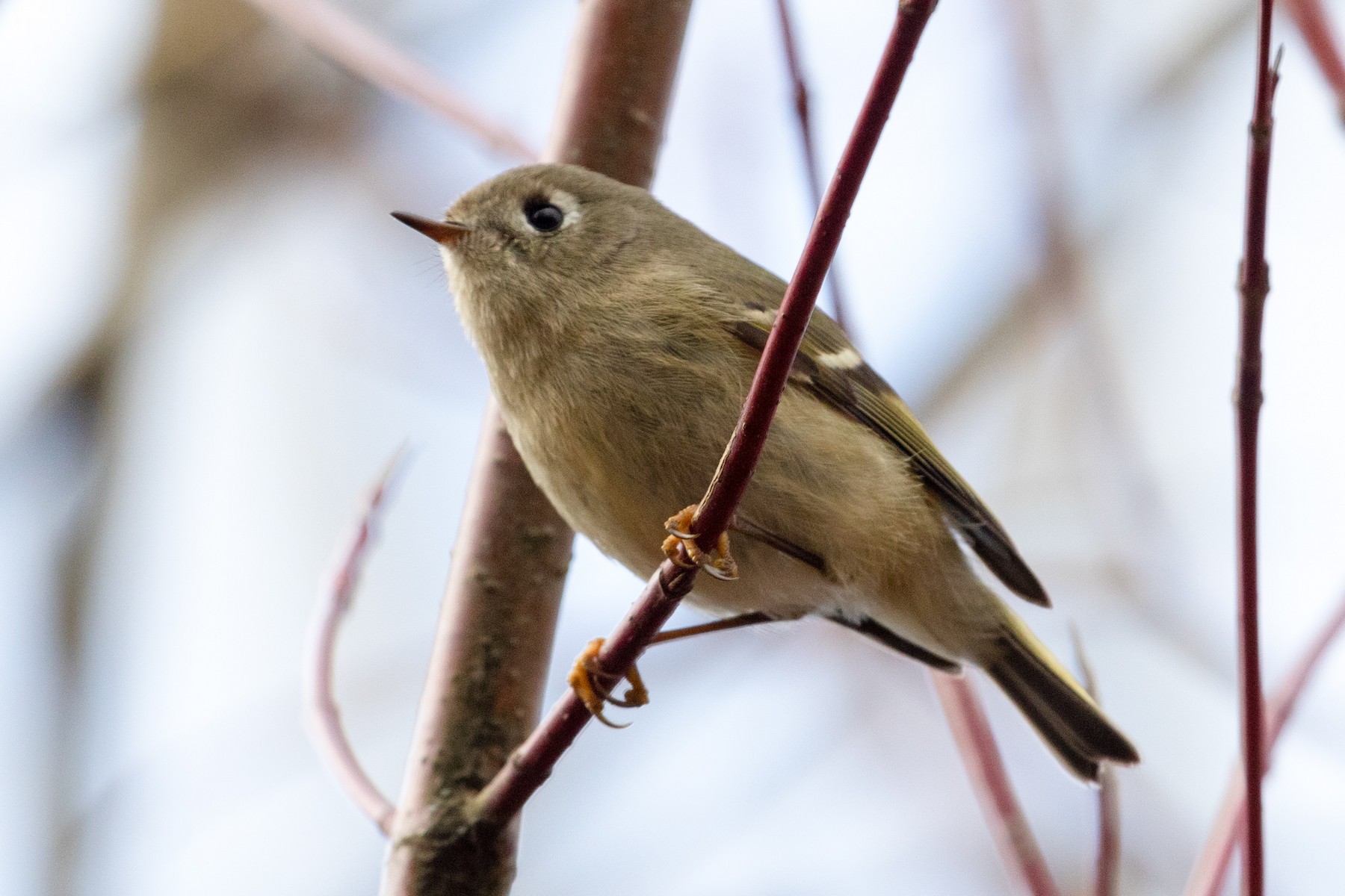 Ruby-crowned/Golden-crowned Kinglet - eBird