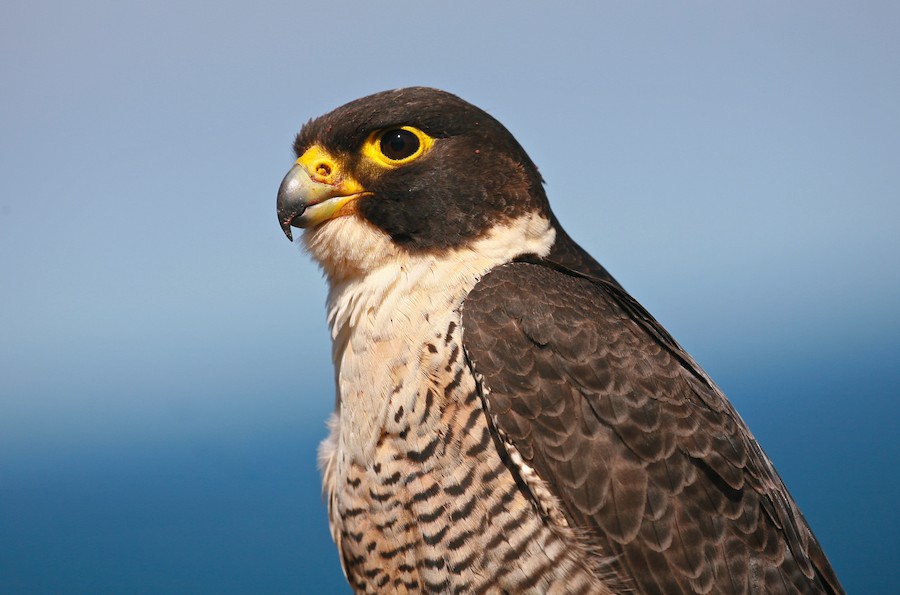 Peregrine Falcon (Australian) - eBird