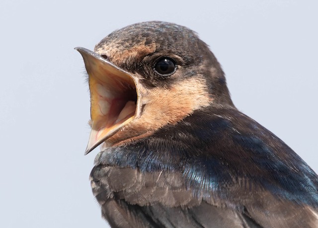 Swallow Beak