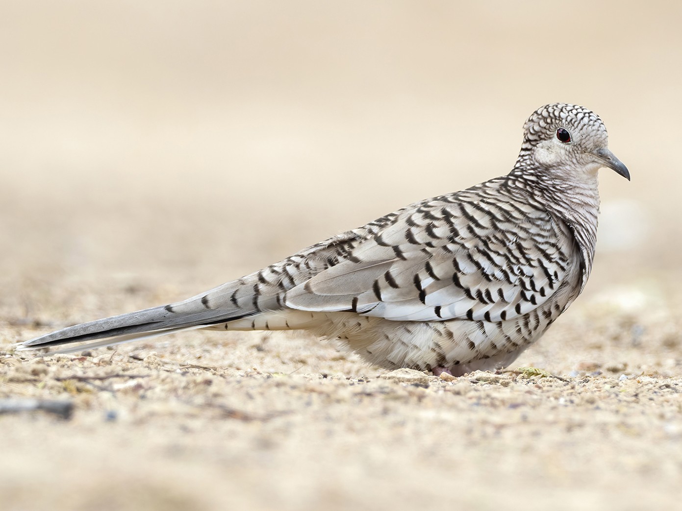 Scaled Dove - eBird