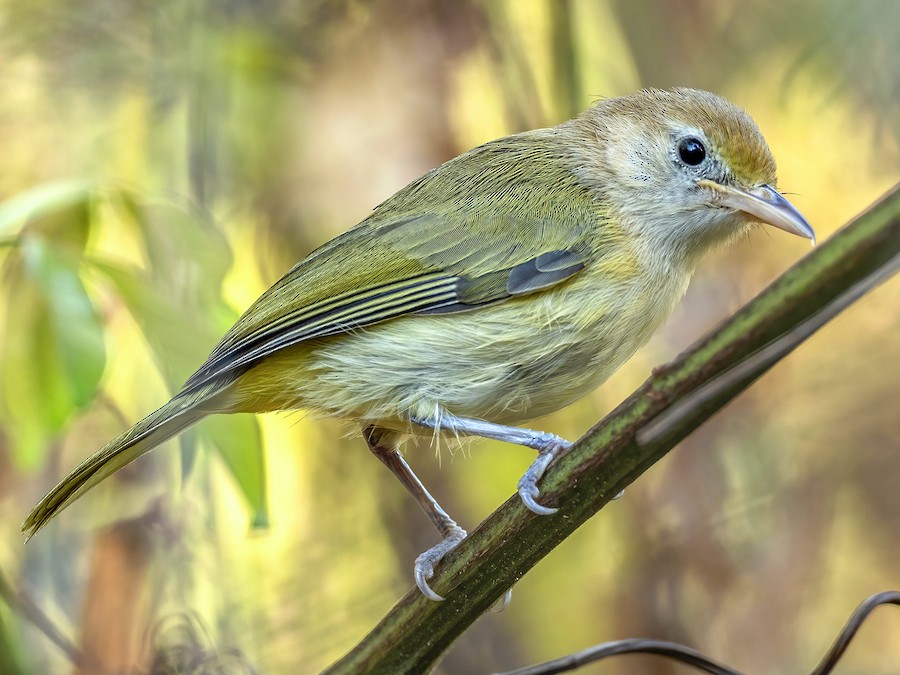 Golden-fronted Greenlet - eBird
