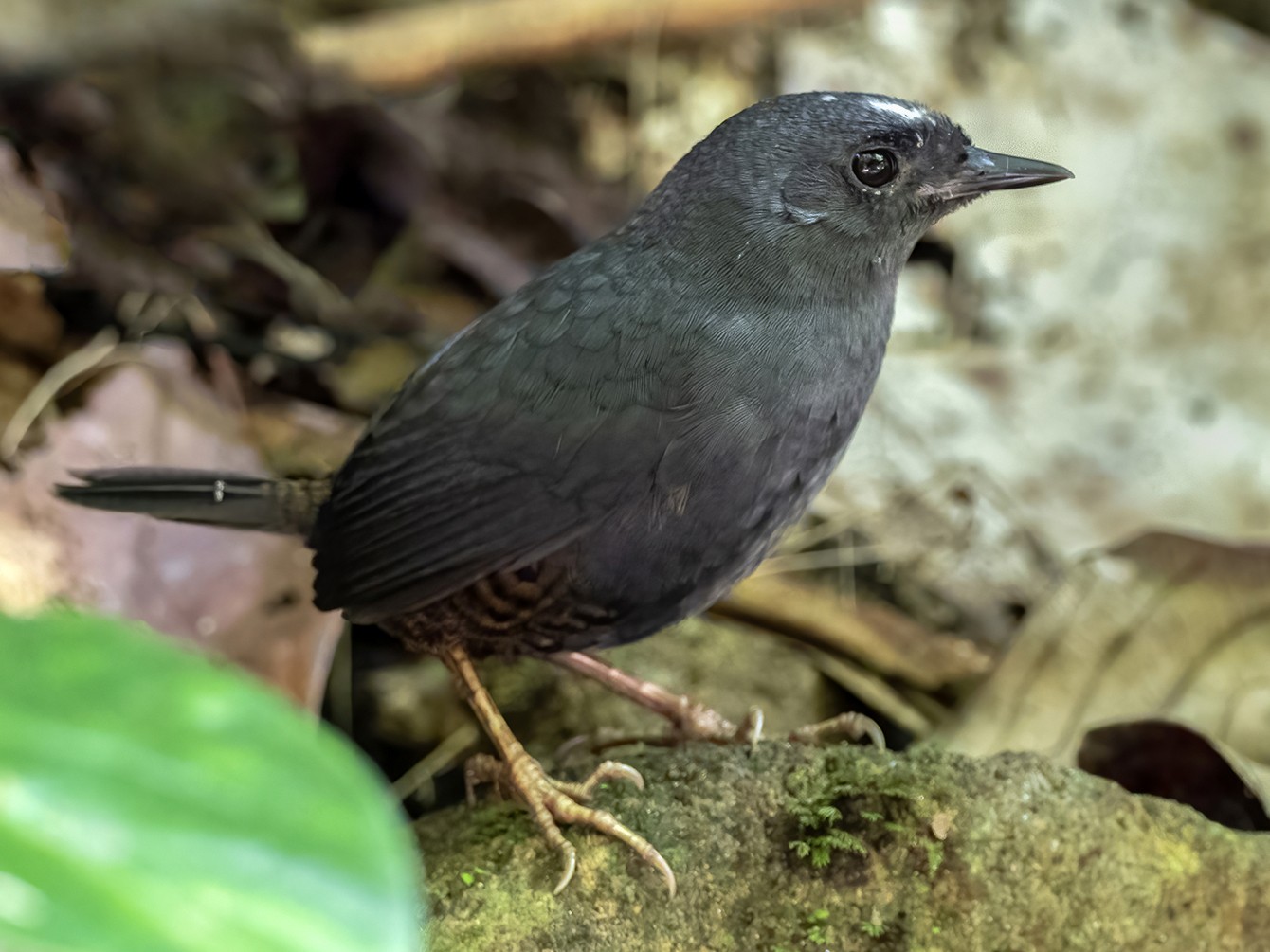 Santa Marta Tapaculo - eBird