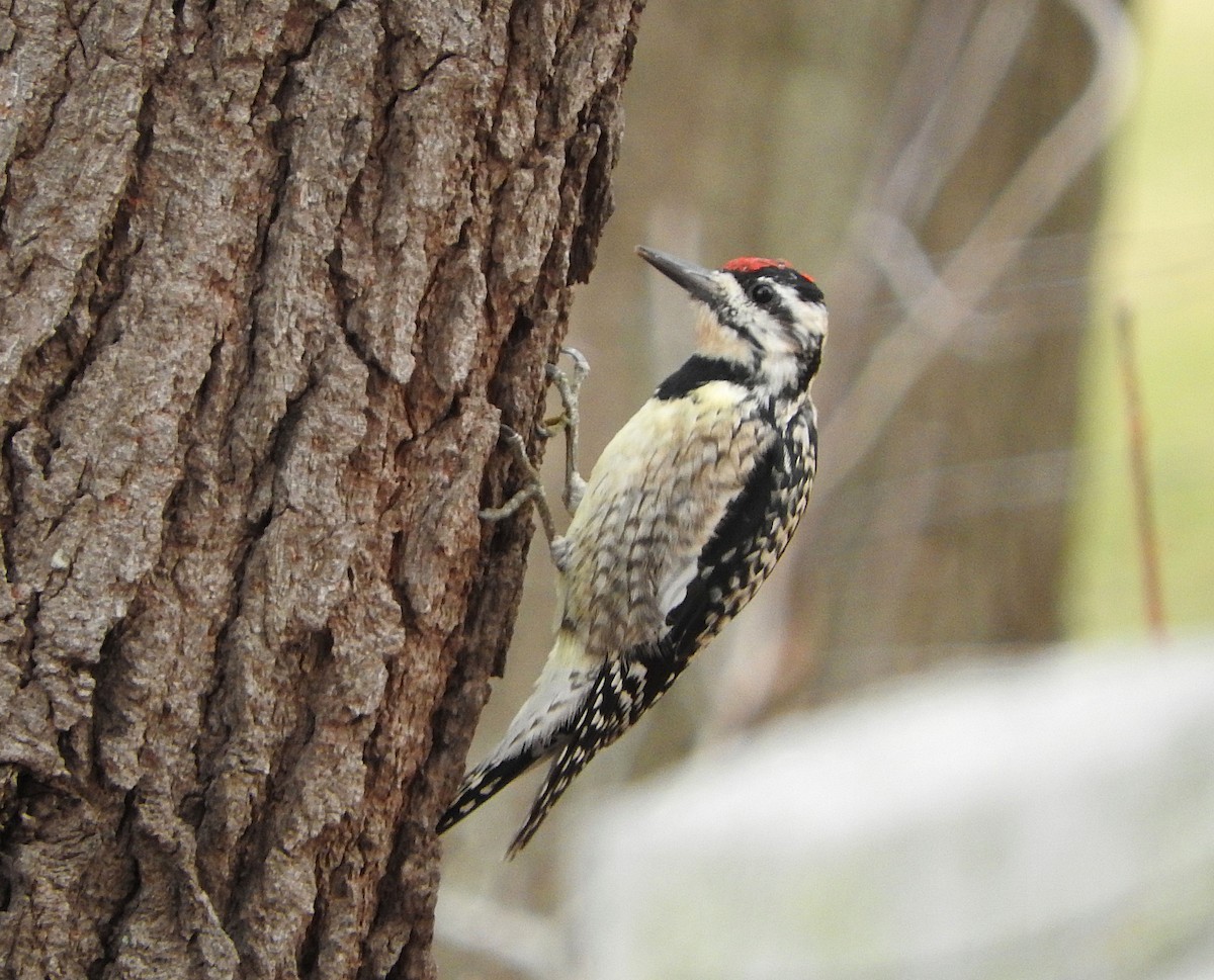 Mass Audubon eBird Checklist - 31 Mar 2022 - Saint Joseph's Cemetery ...