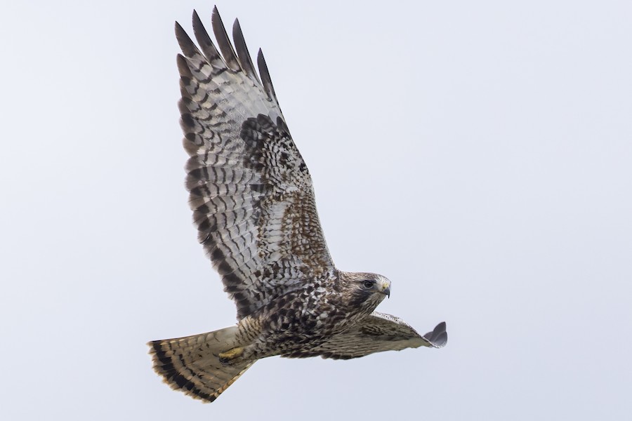 Red-tailed x Rough-legged Hawk (hybrid) - eBird