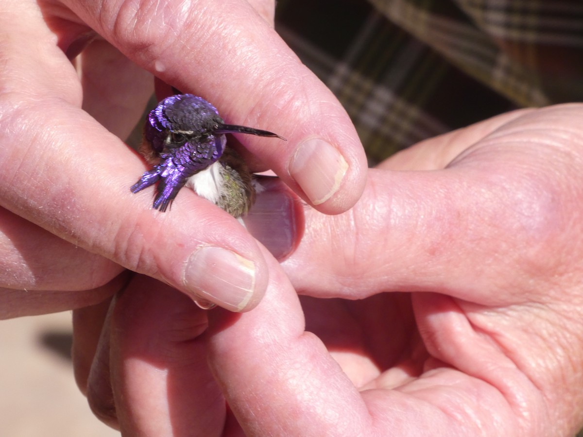eBird Checklist - 31 Mar 2022 - Picacho Mt. Bird Banding Station - 3 ...