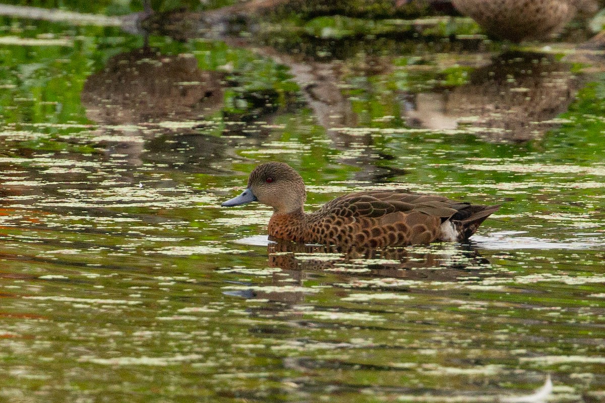 Grey x Chestnut Teal (hybrid) - eBird